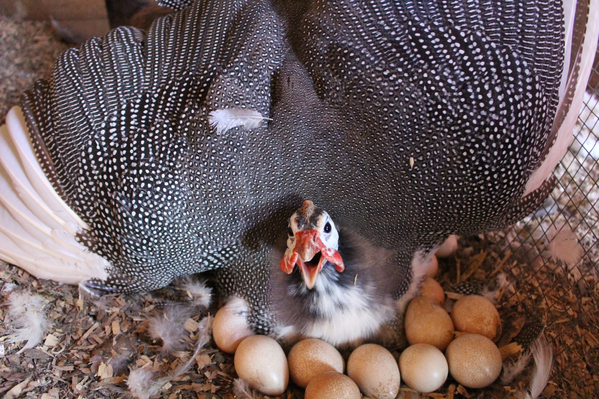 Guinea Fowl Behavior - Guinea Fowl Canada