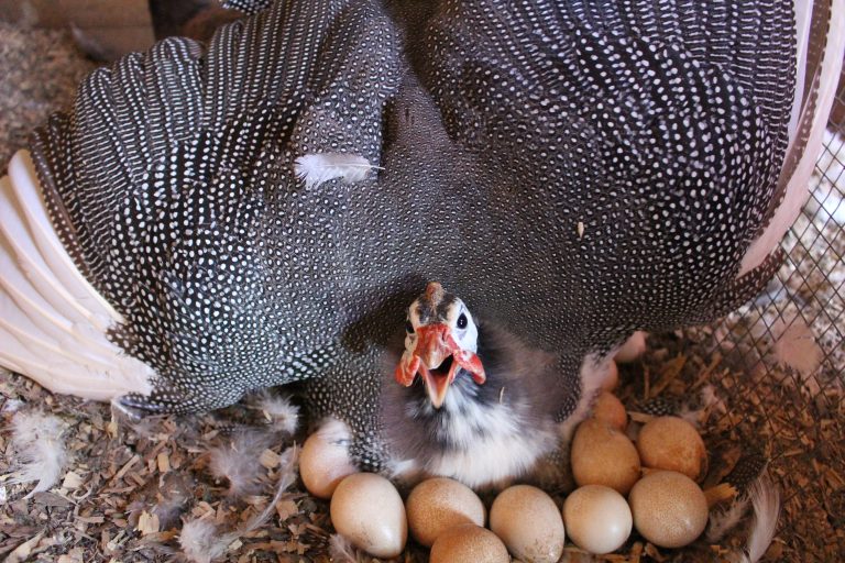 Guinea Fowl Behavior - Guinea Fowl Canada
