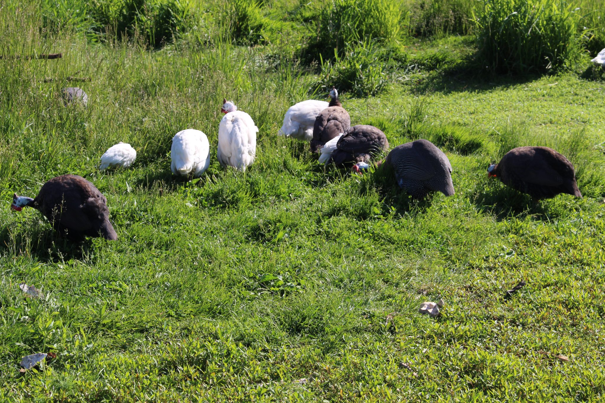 Guinea Fowl Behavior - Guinea Fowl Canada